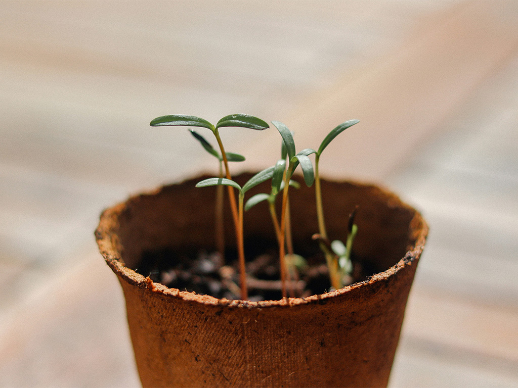 Planticidad > Taller